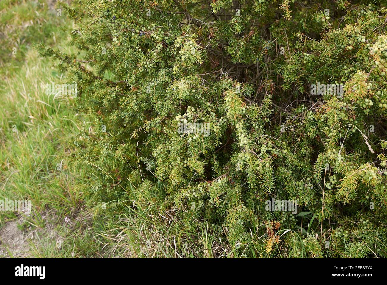 Juniper cones hi-res stock photography and images - Alamy