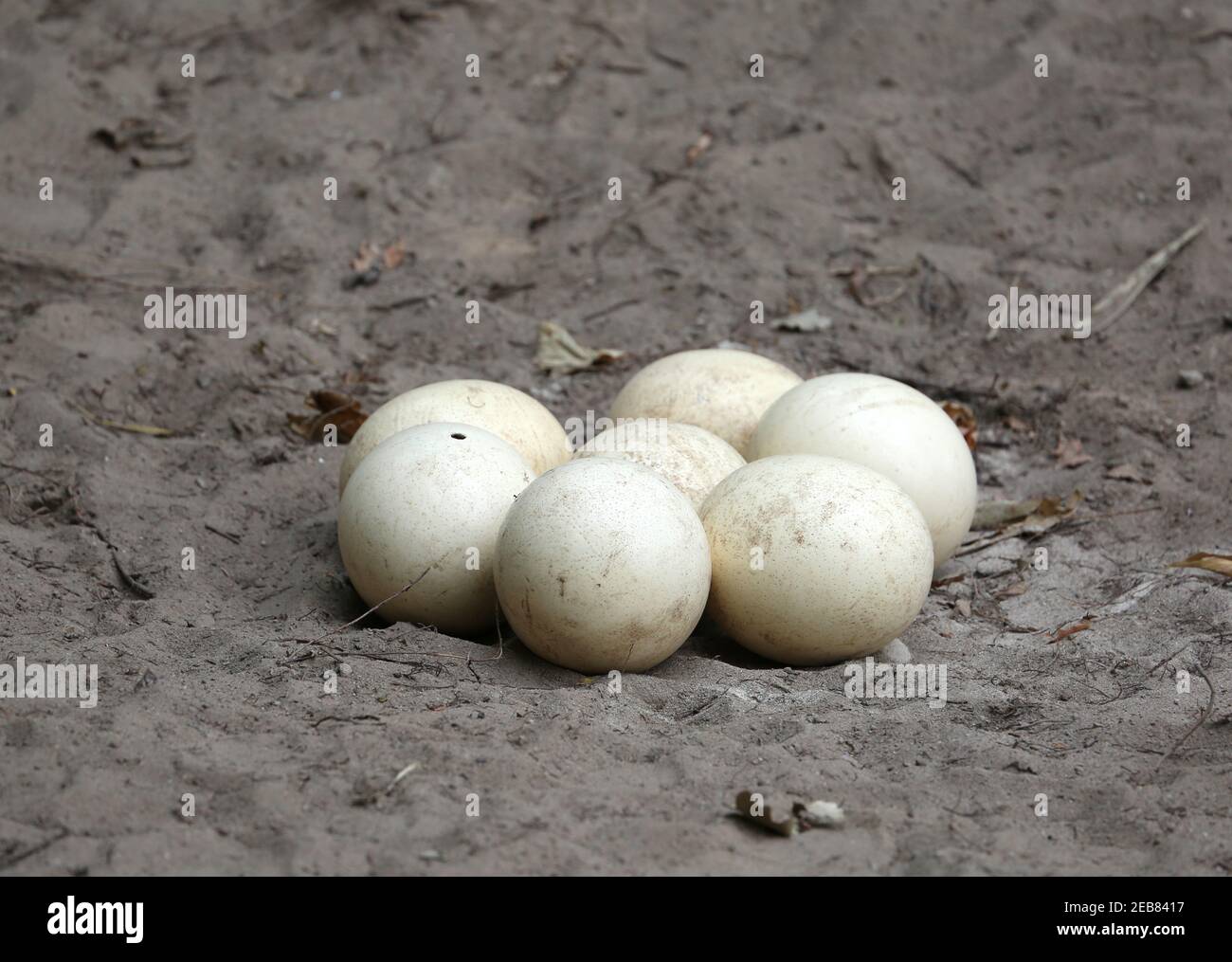 Pelican egg hi-res stock photography and images - Alamy