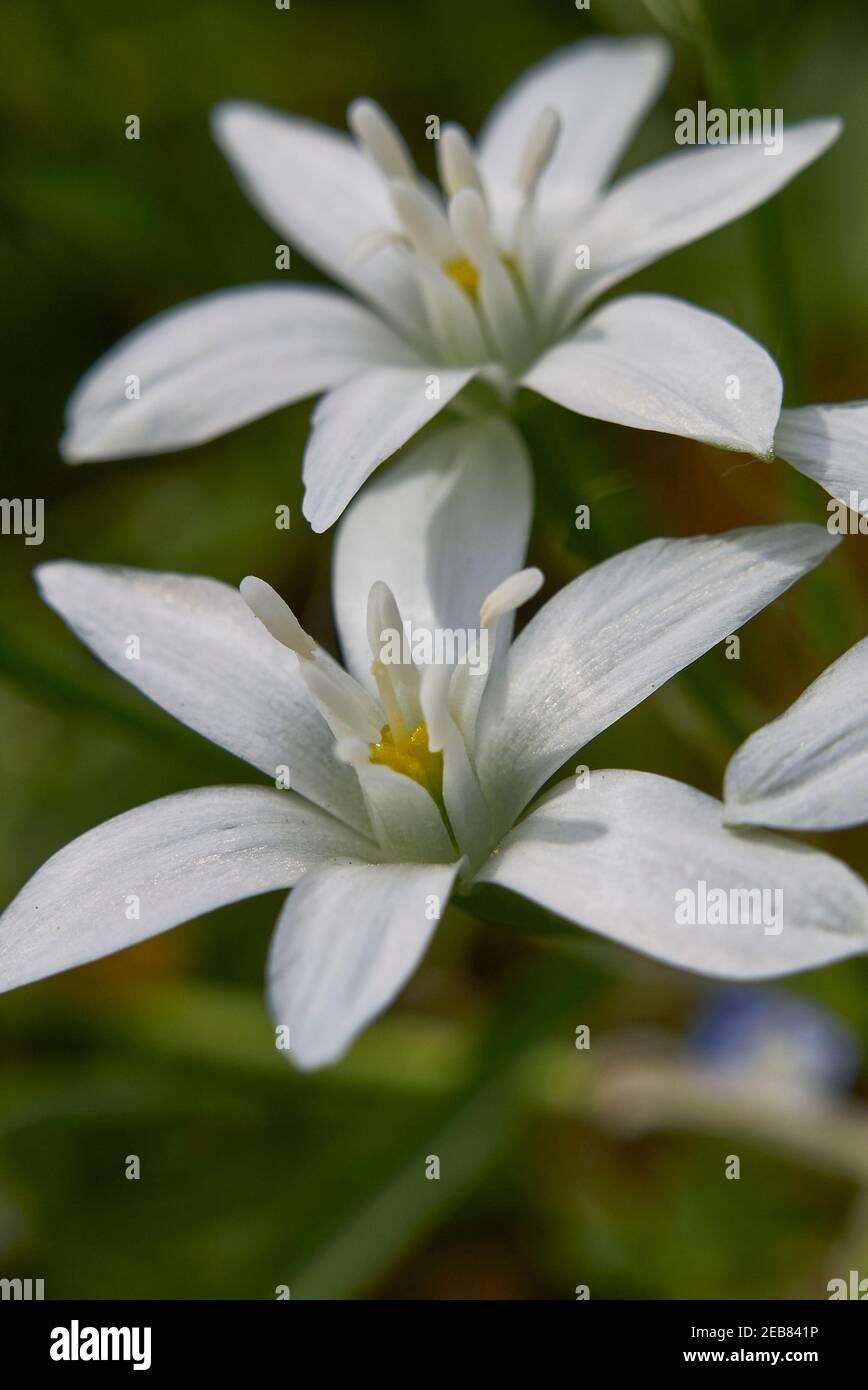 Ornithogalum umbellatum in grass hi-res stock photography and images ...