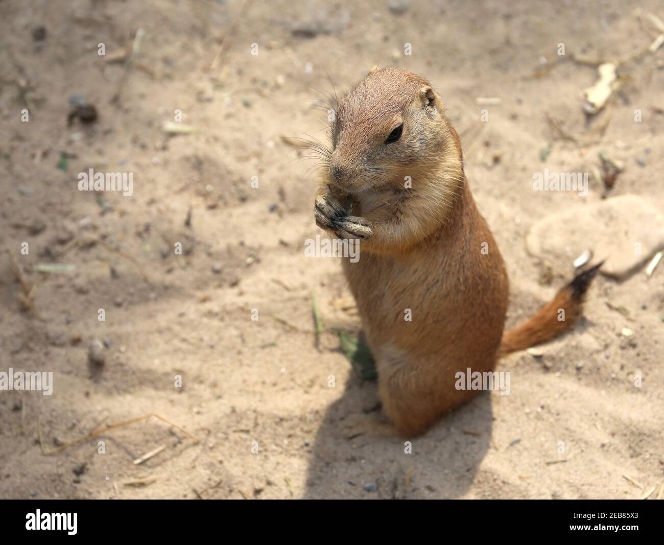 Cute Prairie Dog standing at Local Zoo Stock Photo - Alamy