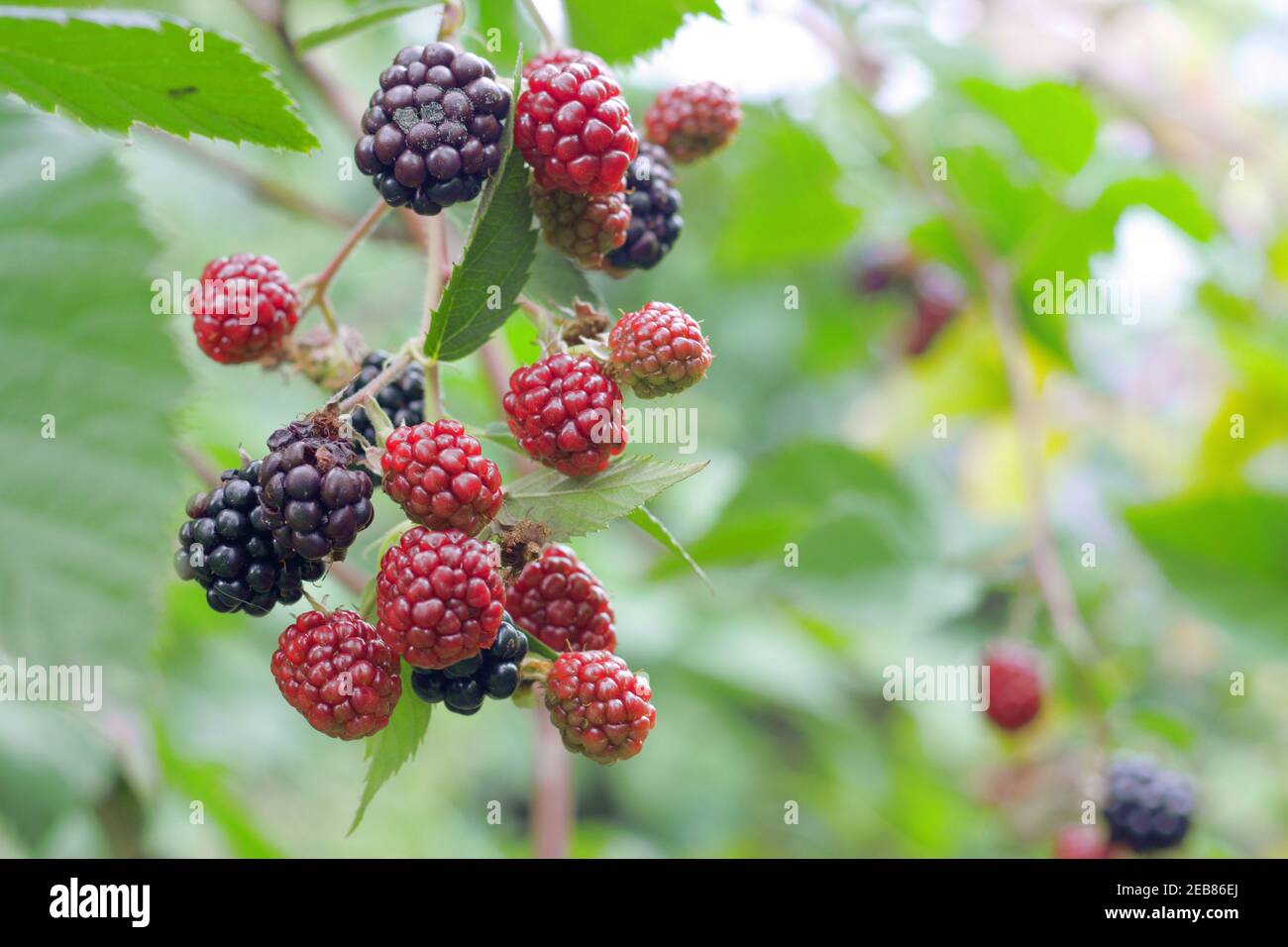 black raspberry berries on branchlets. Berries with different degrees ...