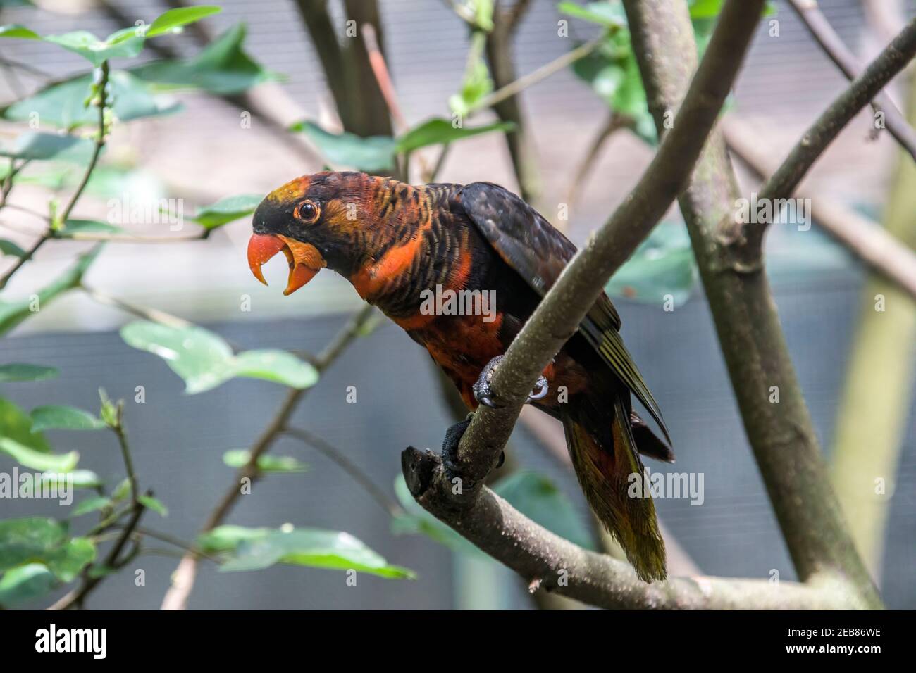 The dusky lory (Pseudeos fuscata) is a species of parrot in the family Psittaculidae. It is ...