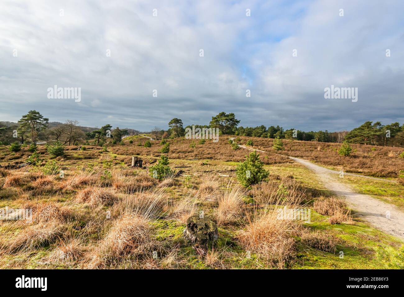 Brunssummerheide nature reserve with dirt trails among pine trees ...