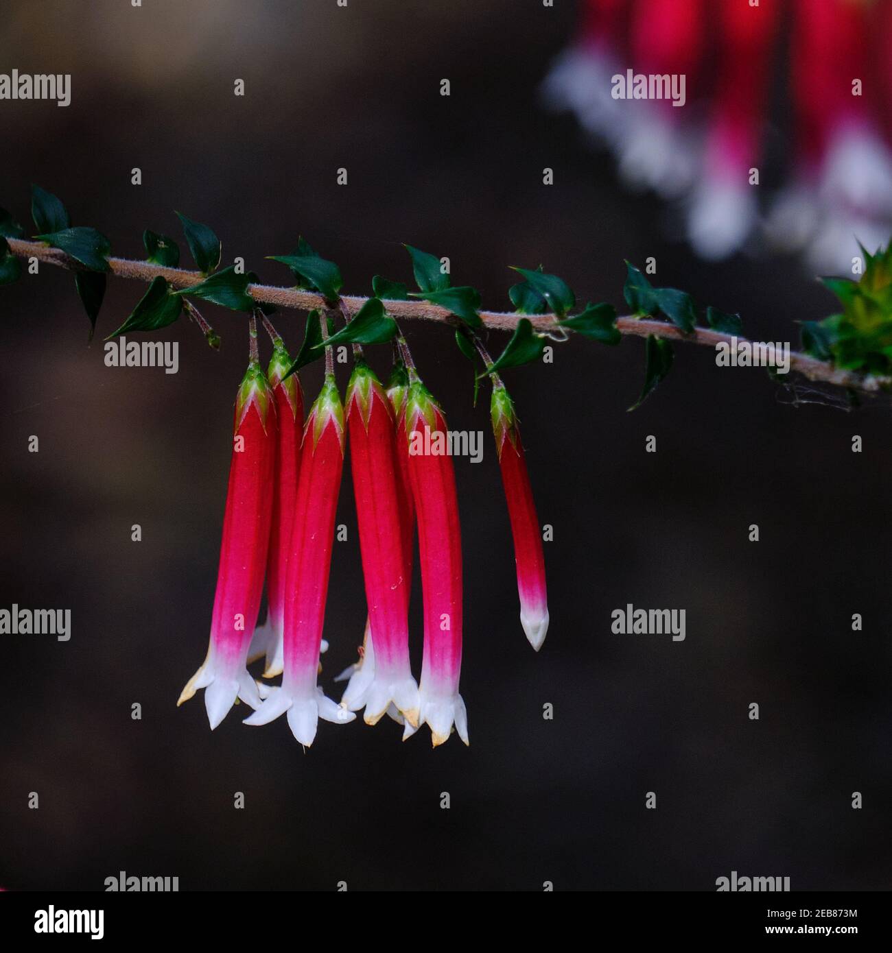 Fuchsia Heath Flowers Stock Photo - Alamy