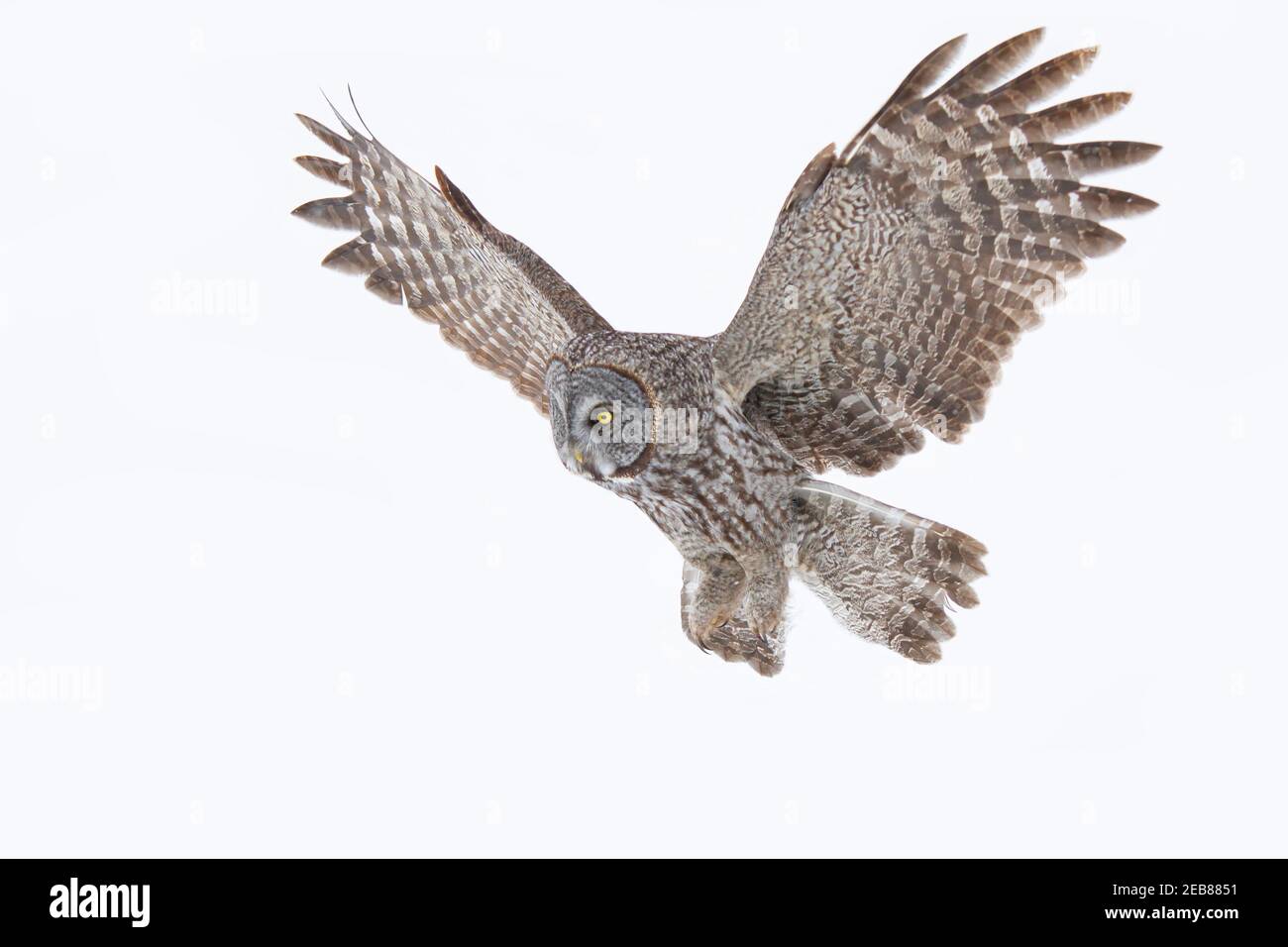 Great grey owl with wings spread preparing to pounce on its prey on ...