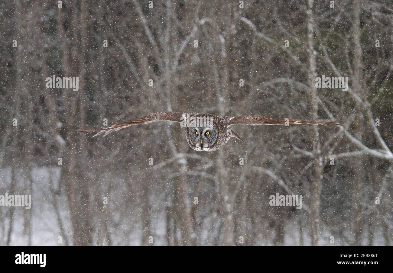 Great grey owl with wings spread preparing to pounce on its prey on ...