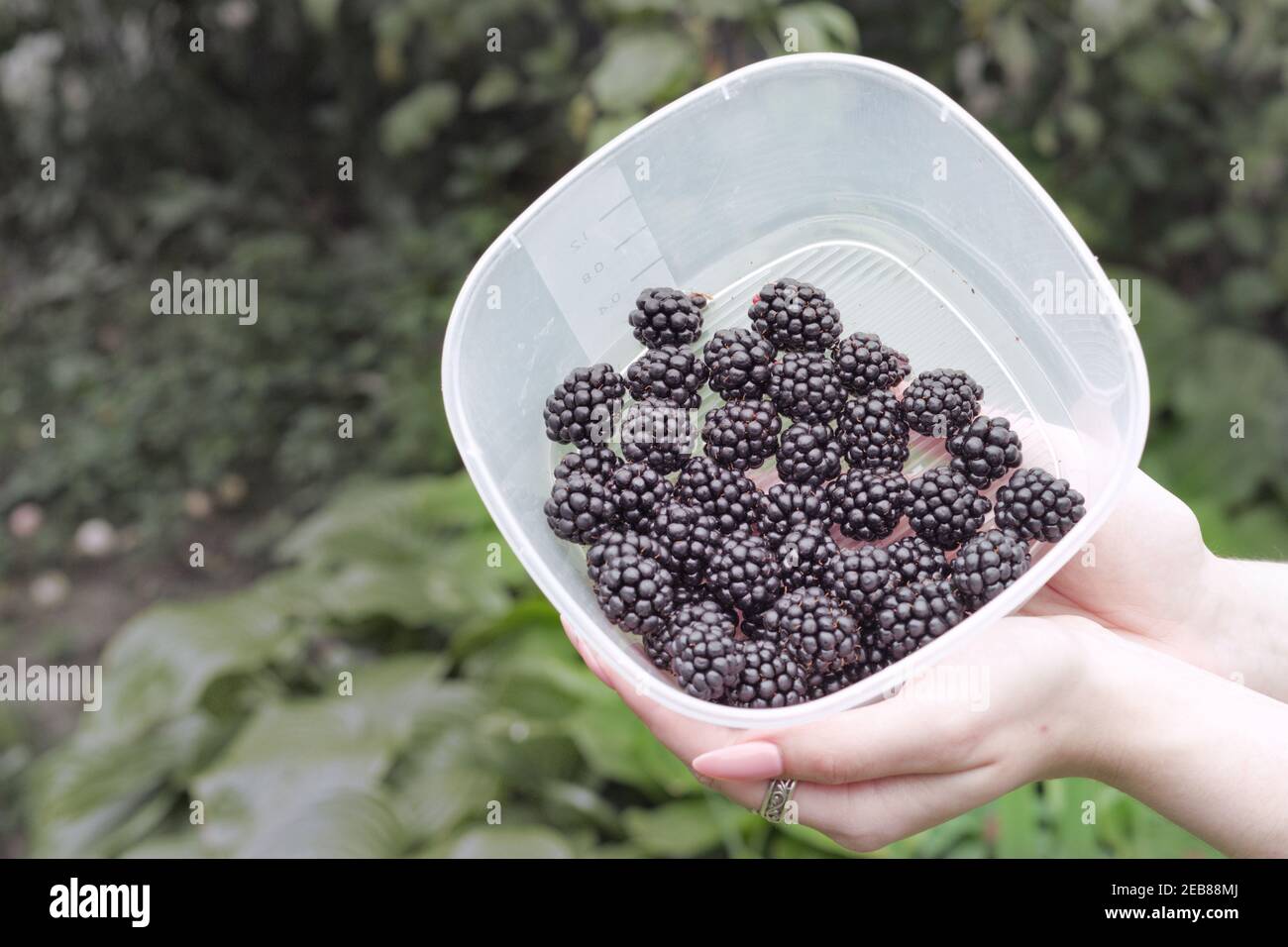 some black raspberries collected in plastic food container, held in ...