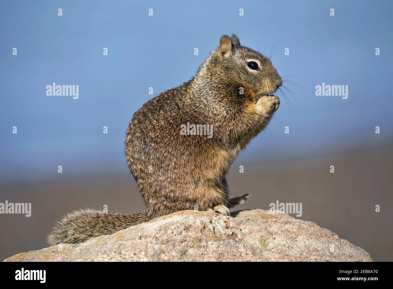 Californian Ground Squirrel Stock Photo - Alamy