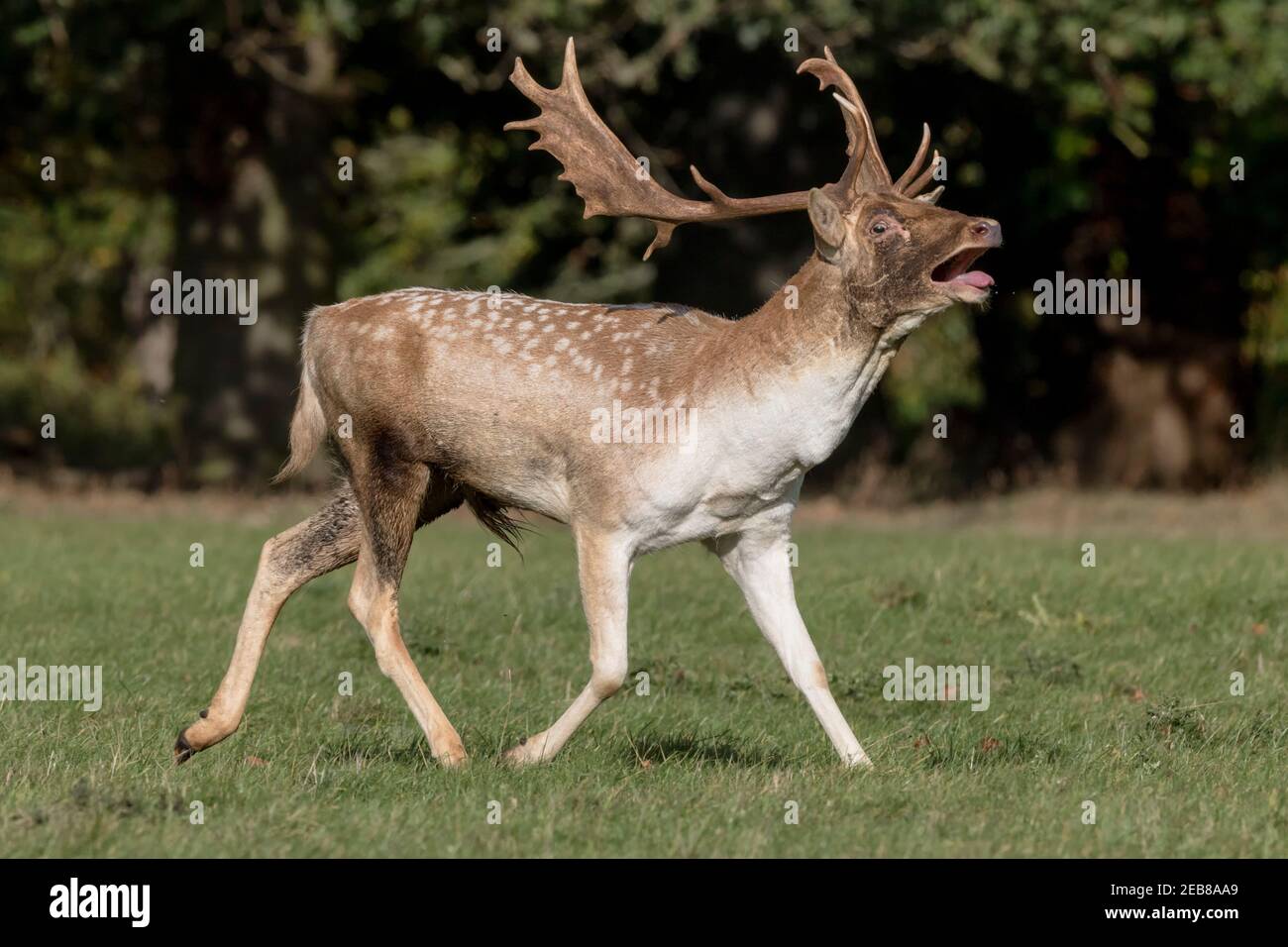 Aggressive Deer High Resolution Stock Photography and Images - Alamy