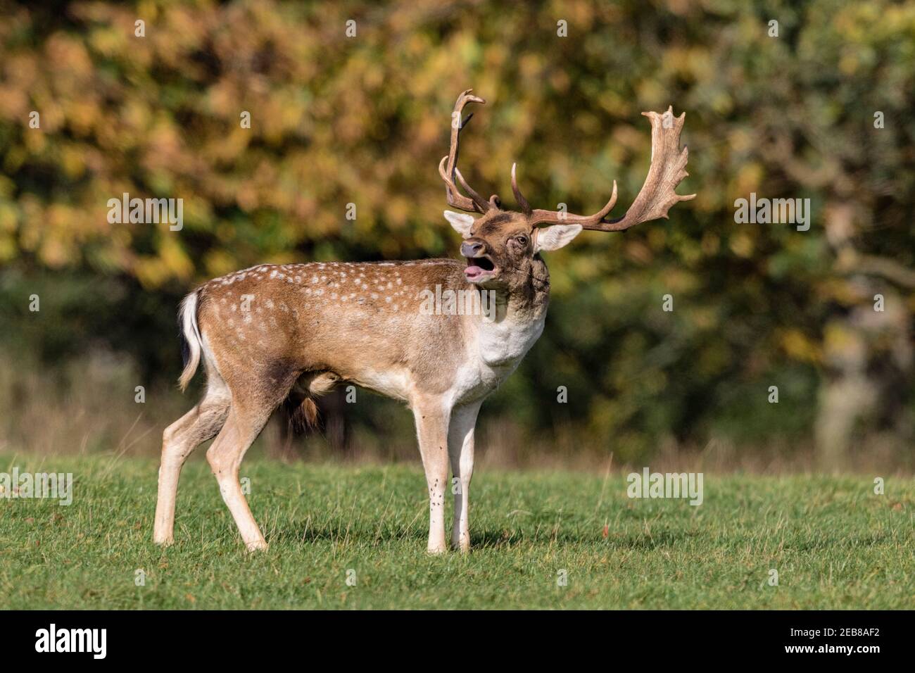 Aggressive deer hi-res stock photography and images - Alamy
