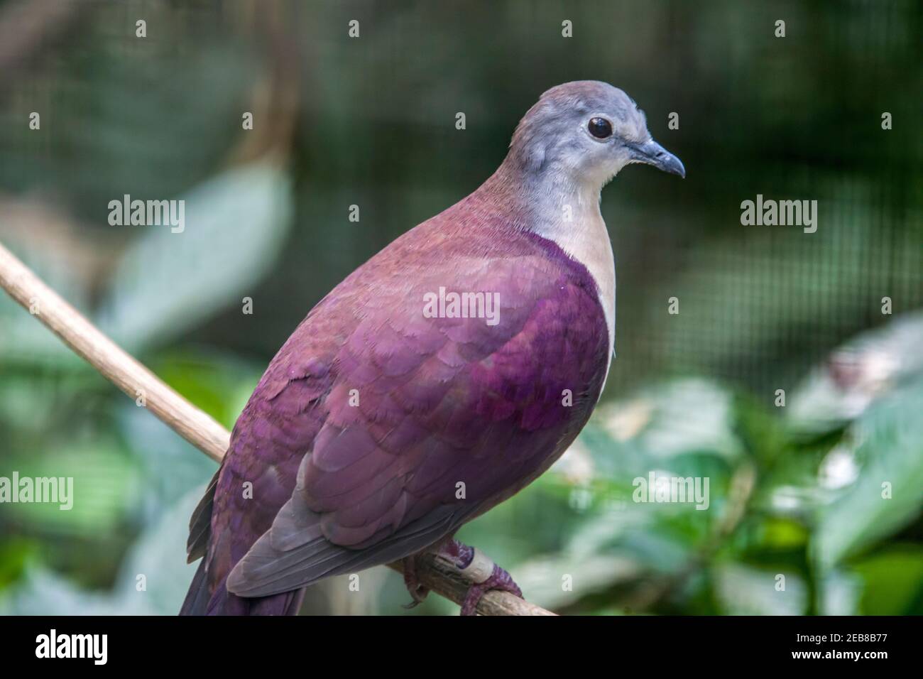 Pampusana hi-res stock photography and images - Alamy