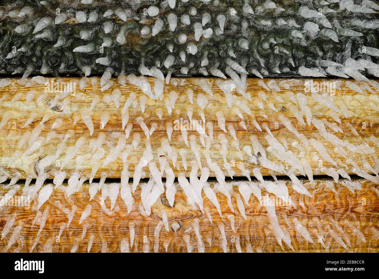 Flensburg, Germany. 12th Feb, 2021. Icicles have formed on a bridge on ...