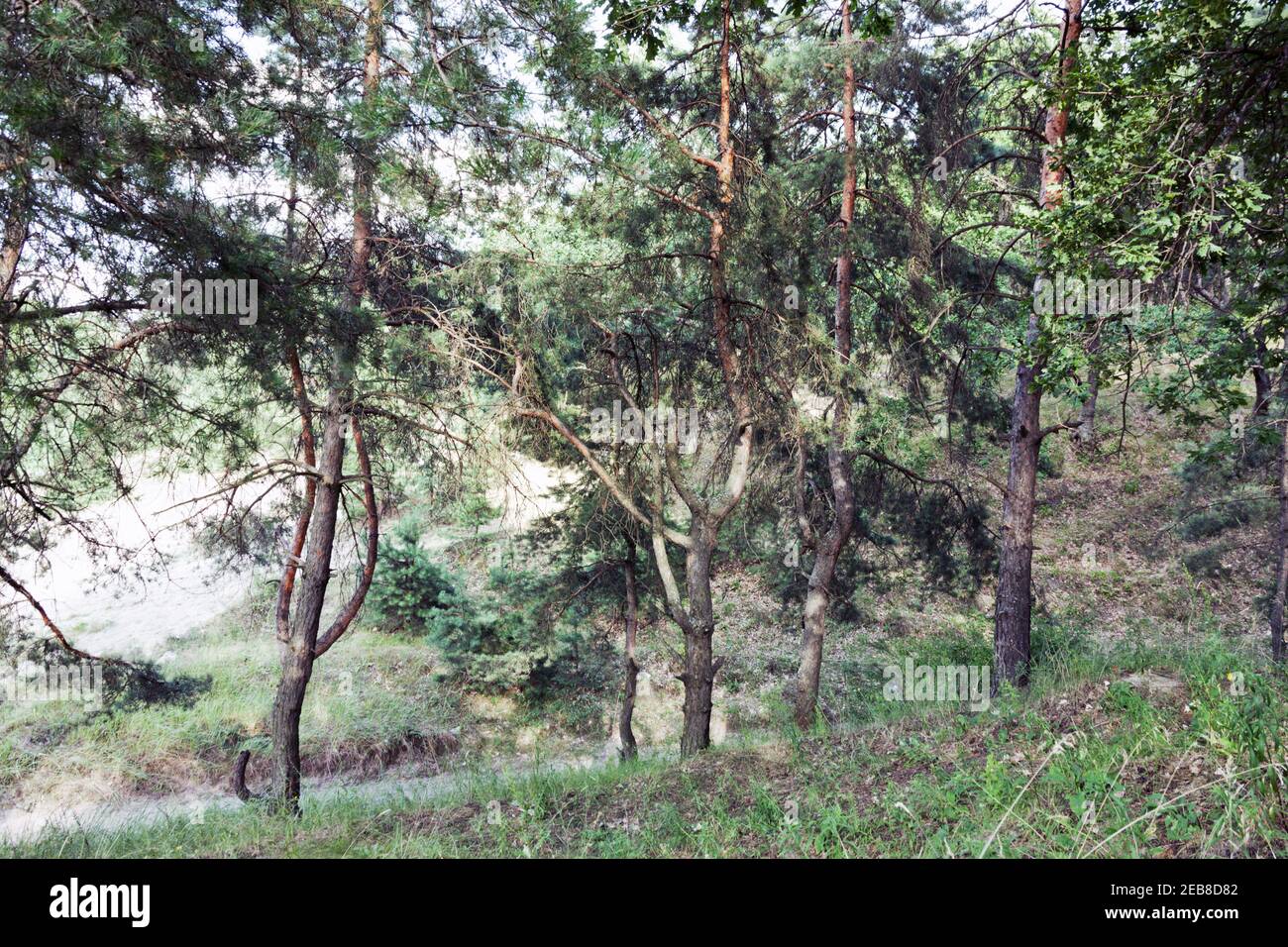 pine trees of bizarre shape with forking trunks are tall and young ...