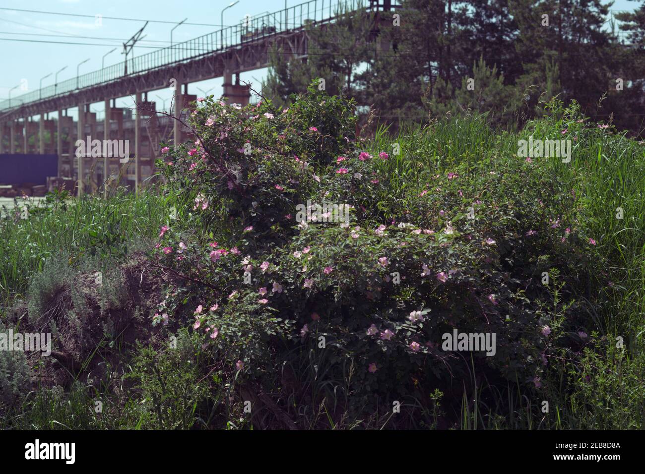 Briar bush hi-res stock photography and images - Alamy