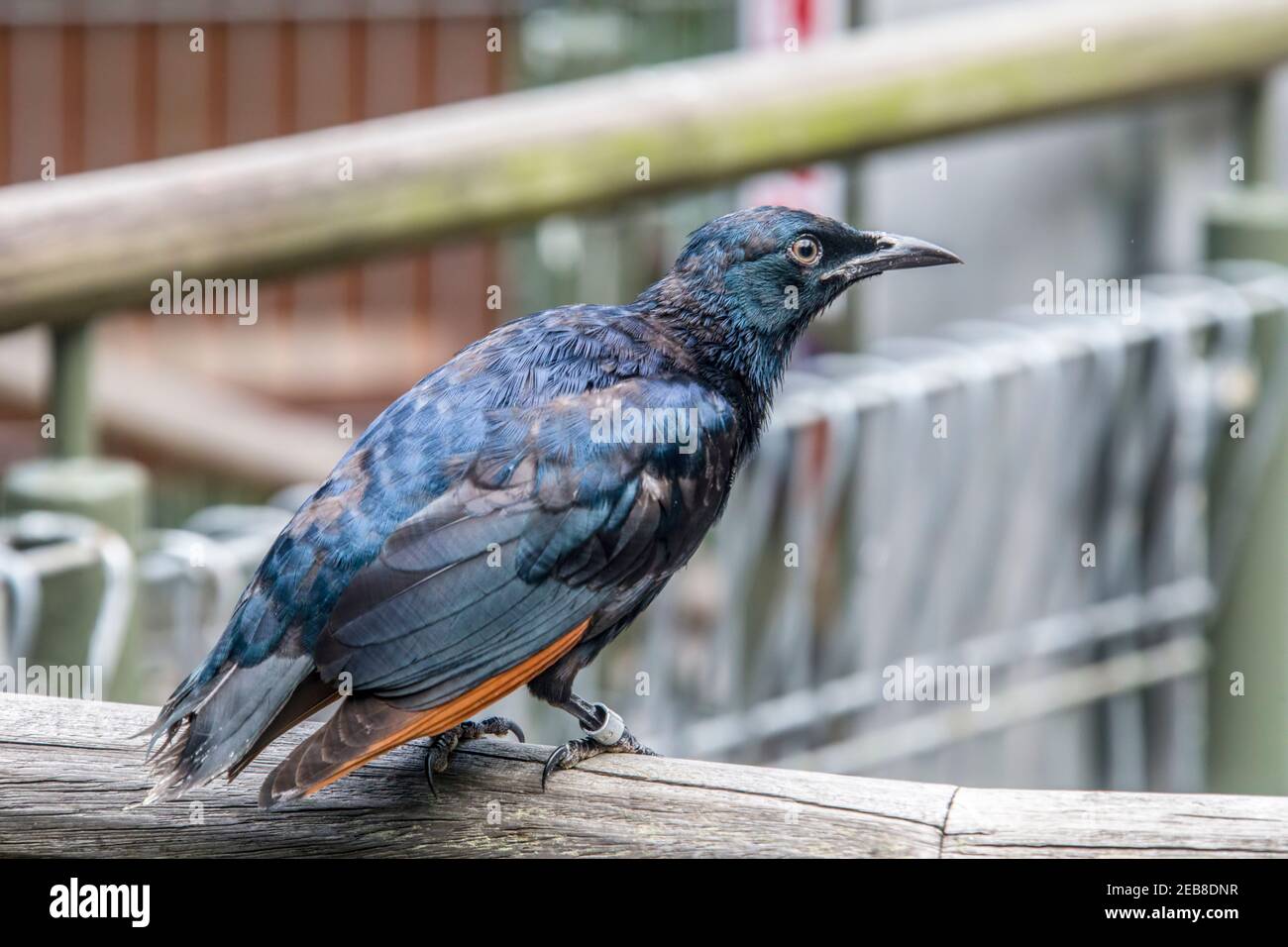 A male Red-winged starling closeup image. A bird of the starling family ...