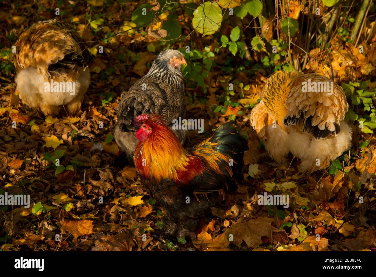 Free range chickens in forest in dappled sunlight Stock Photo - Alamy