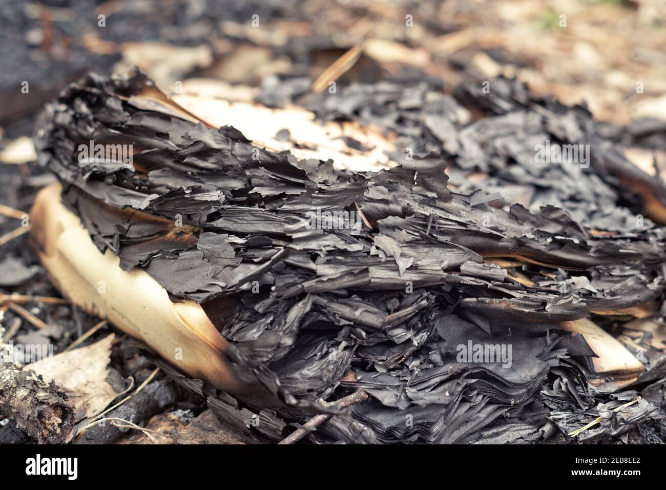 stack of burnt sheets of paper, among the pine needles. selective focus ...