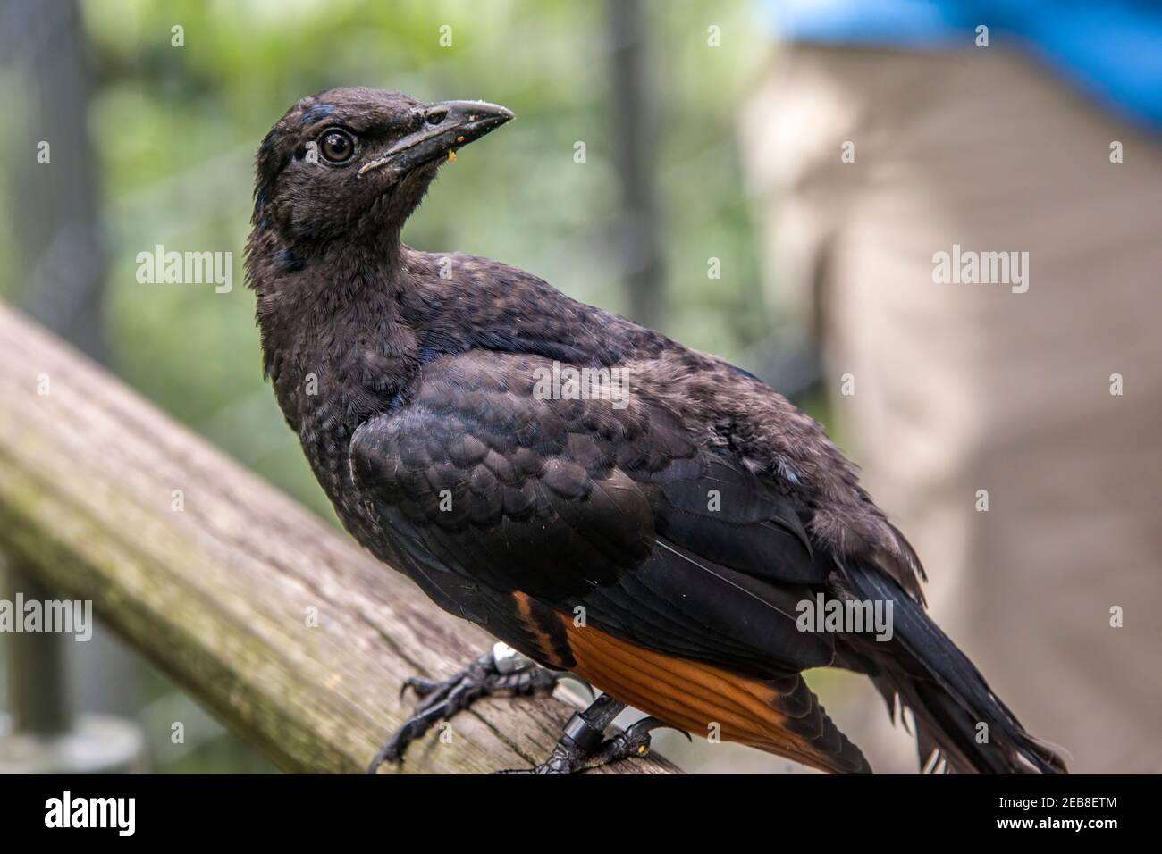 A male Red-winged starling closeup image. A bird of the starling family ...