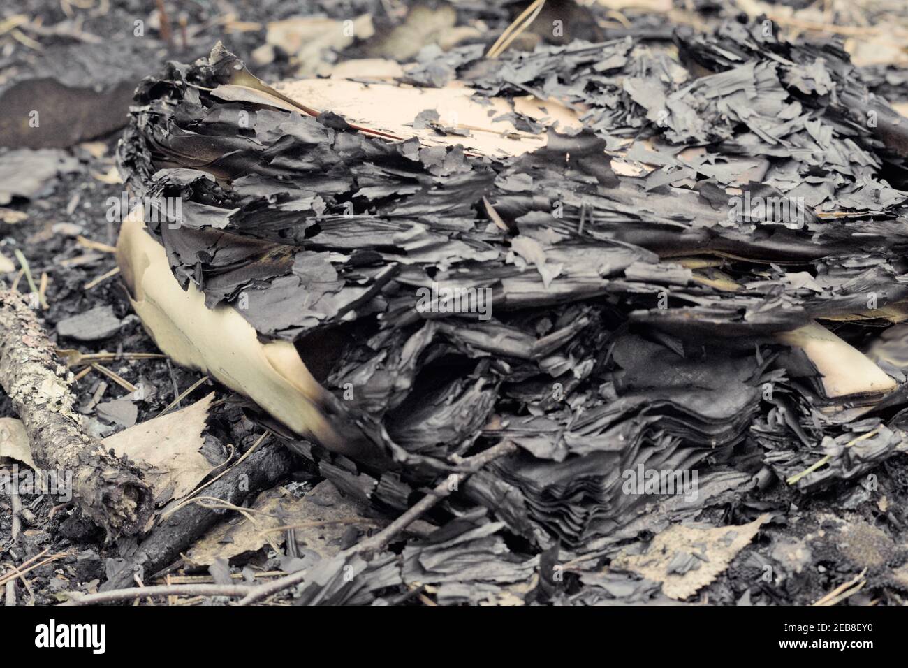 badly burned stack of yellowish pieces of book paper. lies on the ...