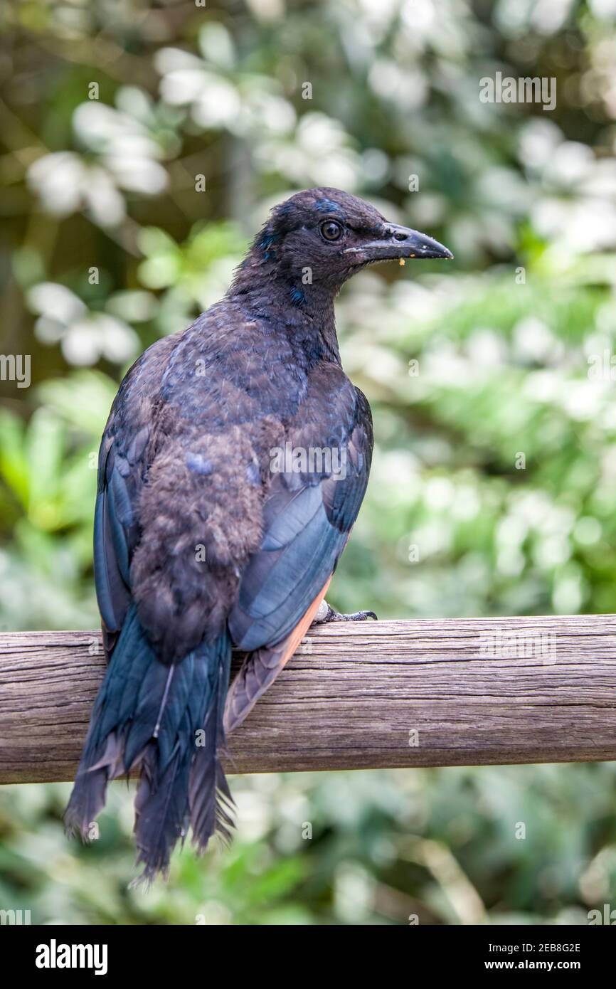 A male Red-winged starling closeup image. A bird of the starling family ...
