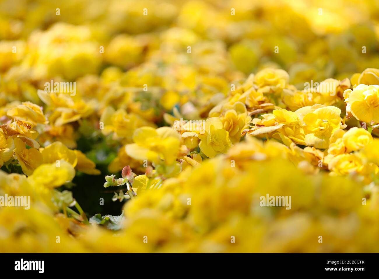 Pretty backyard in autumn hi-res stock photography and images - Alamy
