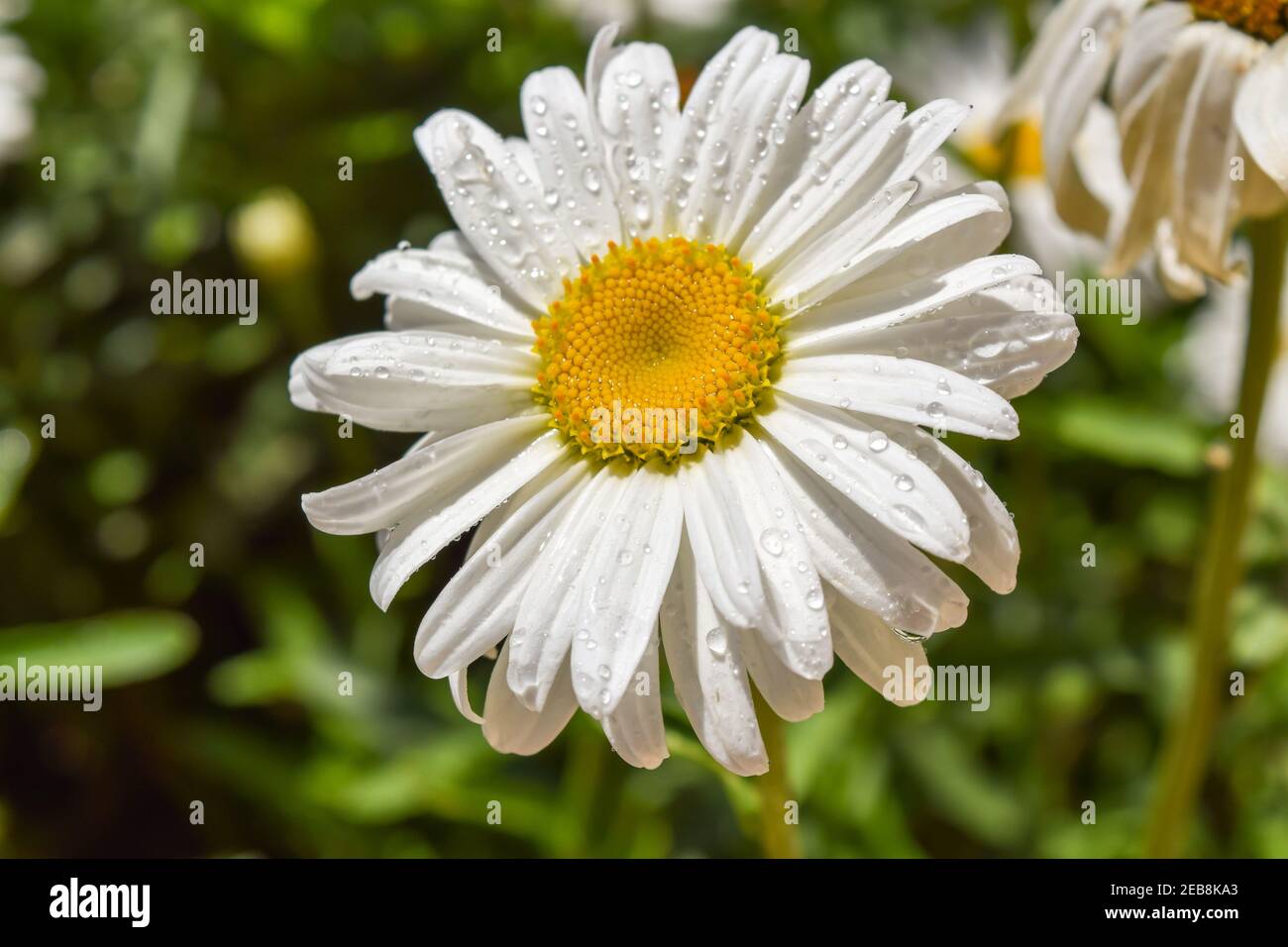 Beautiful bouquet of flowers hi-res stock photography and images - Alamy
