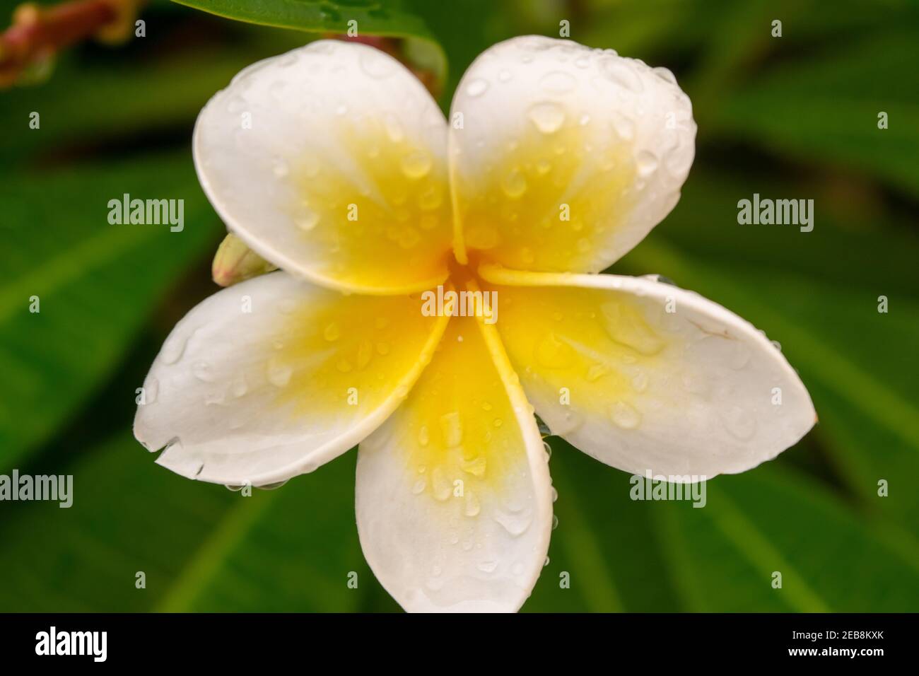 Beautiful bouquet of flowers hi-res stock photography and images - Alamy