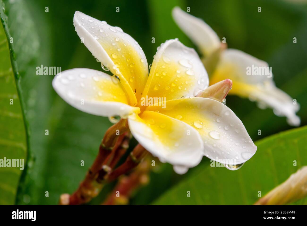Beautiful bouquet of flowers hi-res stock photography and images - Alamy