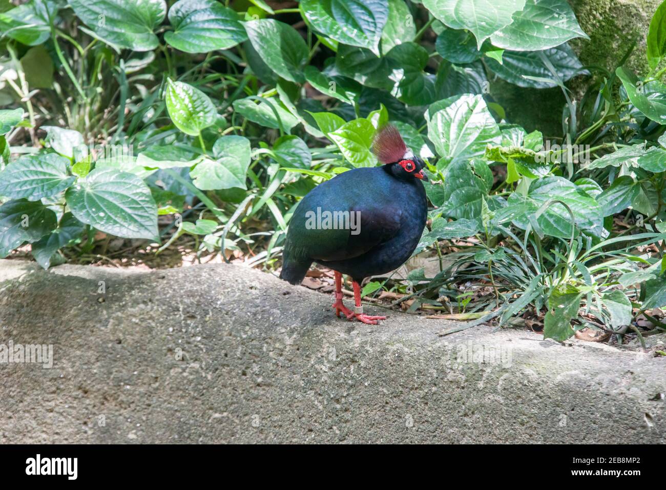 Crested partridge hi-res stock photography and images - Alamy