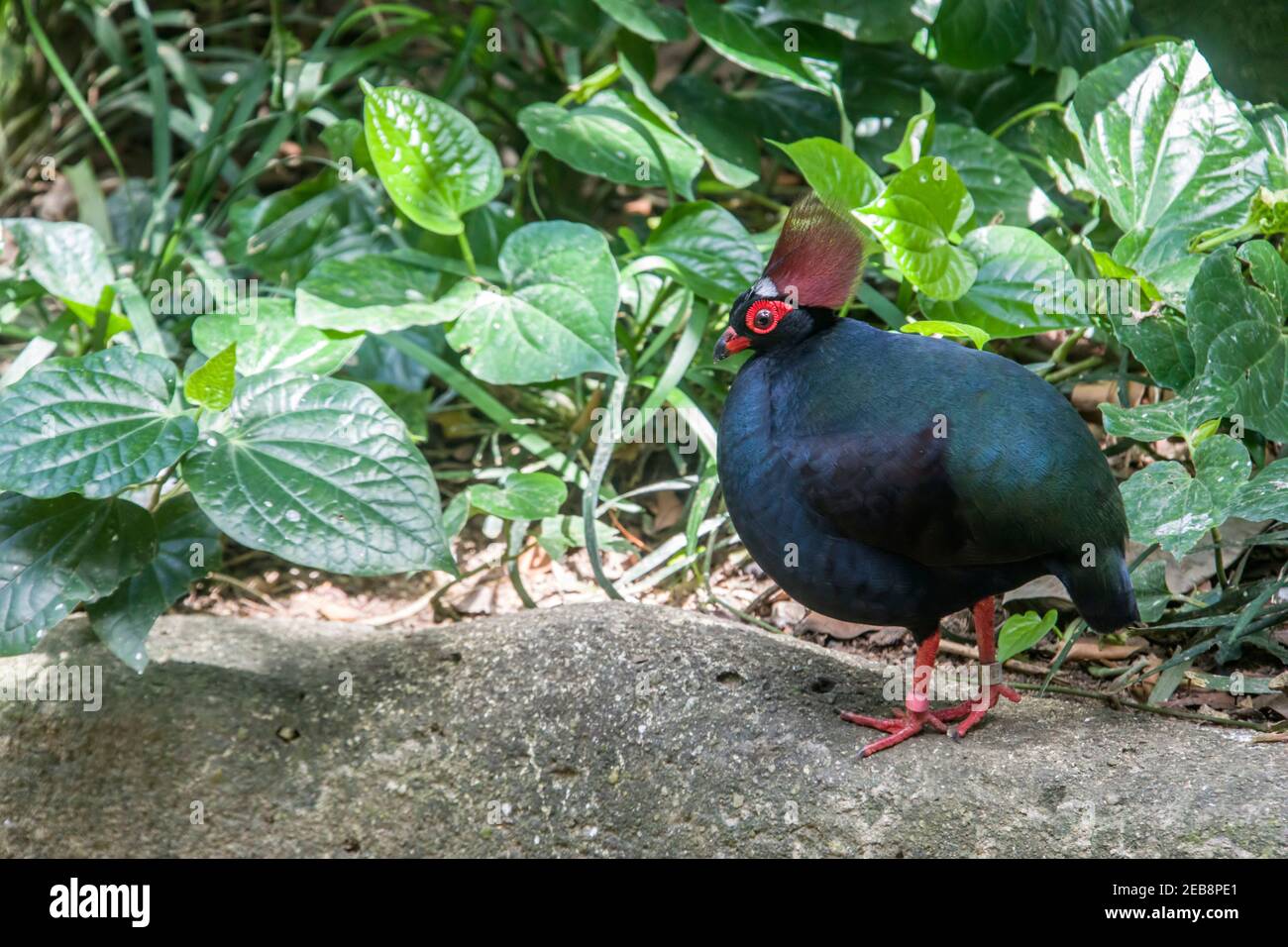 Roul roul bird hi-res stock photography and images - Alamy