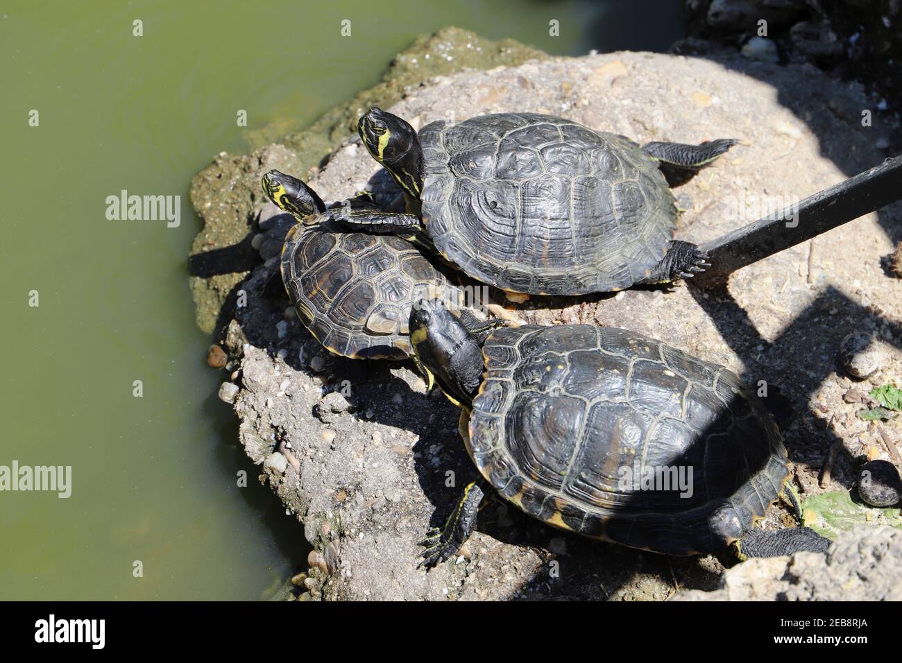 Red-eared slider turtles basking in the sun. Animals of Buen Retiro ...