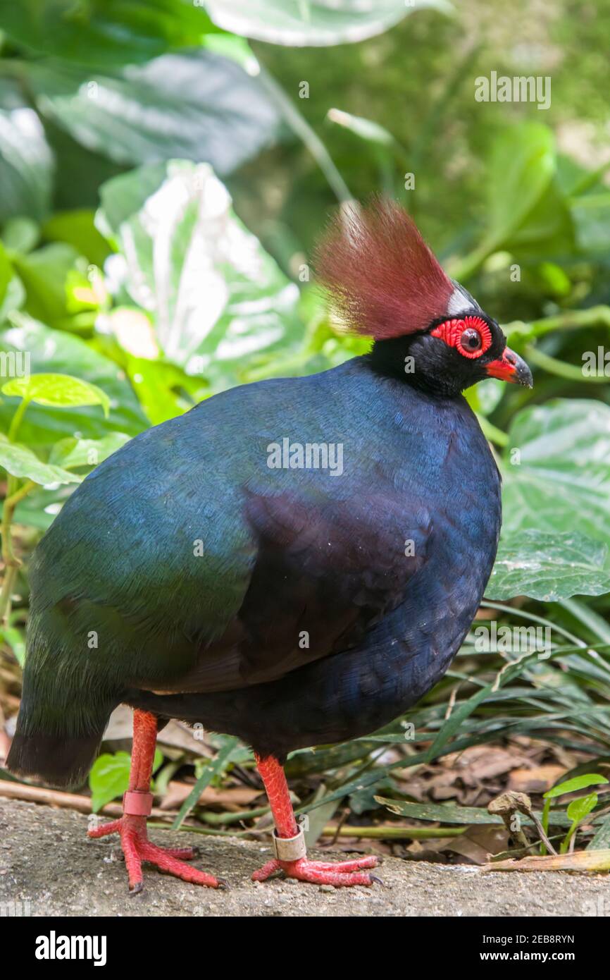 A male crested partridge (Rollulus rouloul), a gamebird in the pheasant ...