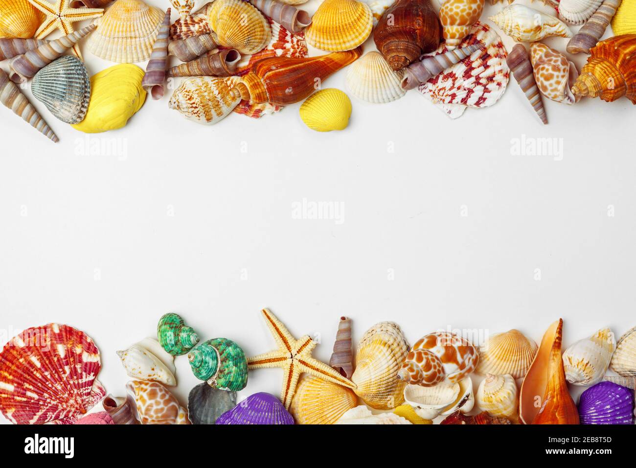 Composition of exotic seashells Stock Photo - Alamy