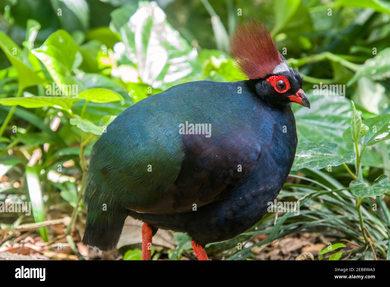 A male crested partridge (Rollulus rouloul), a gamebird in the pheasant ...