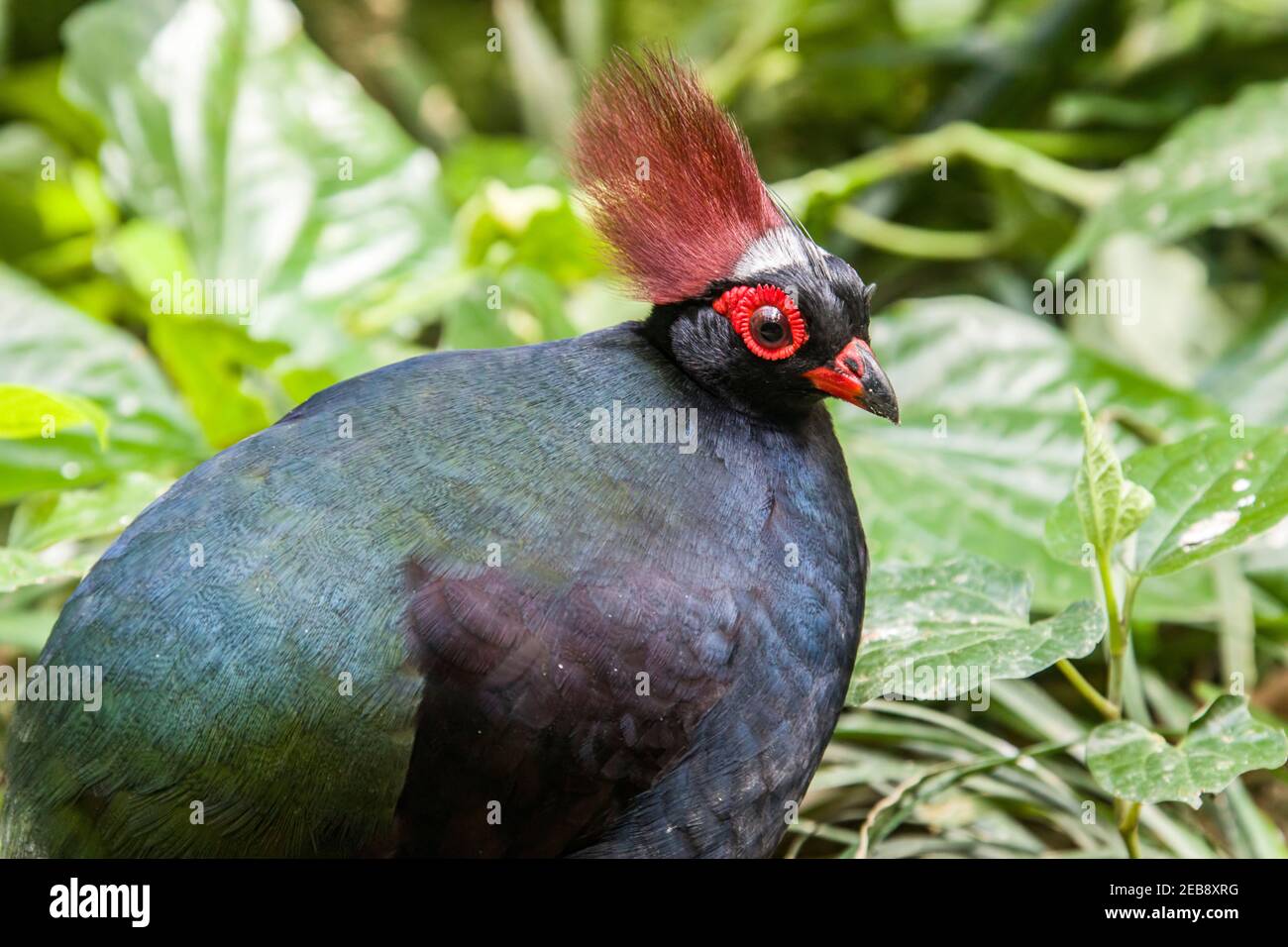 A male crested partridge (Rollulus rouloul), a gamebird in the pheasant ...