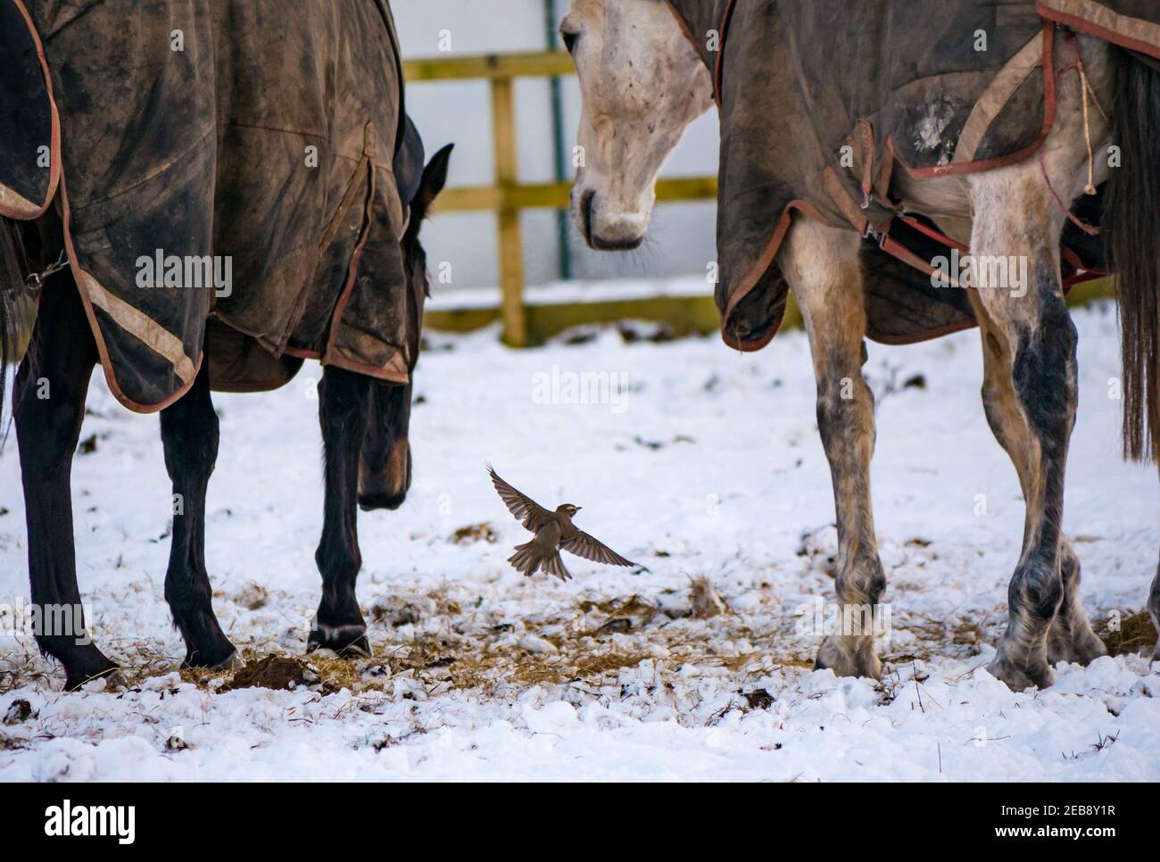 Redwing uk bird flying hi-res stock photography and images - Alamy