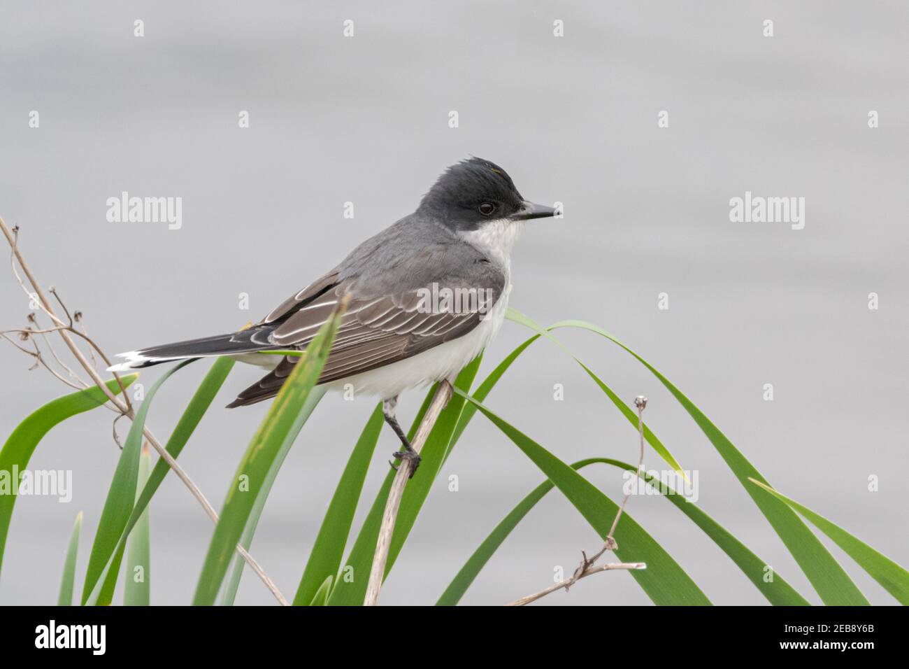 Fauna eastern bird avian feathers nature hi-res stock photography and ...