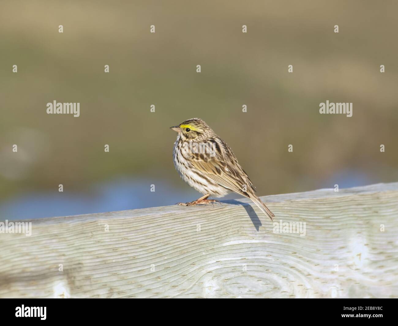 Savannah finch hi-res stock photography and images - Alamy