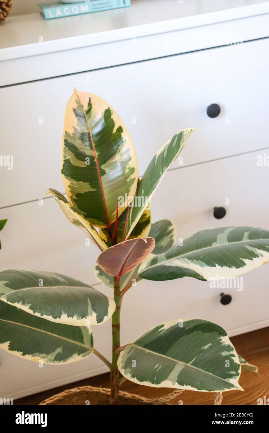 Indoor house plants, Ficus Robusta, Rubber plant Stock Photo - Alamy