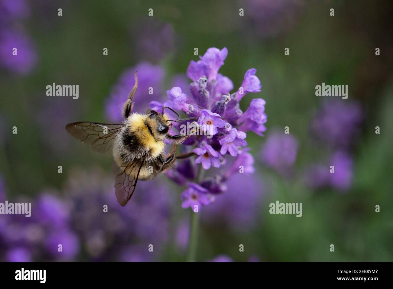Bee collecting pollen from lavender plant in garden with vivid colours ...