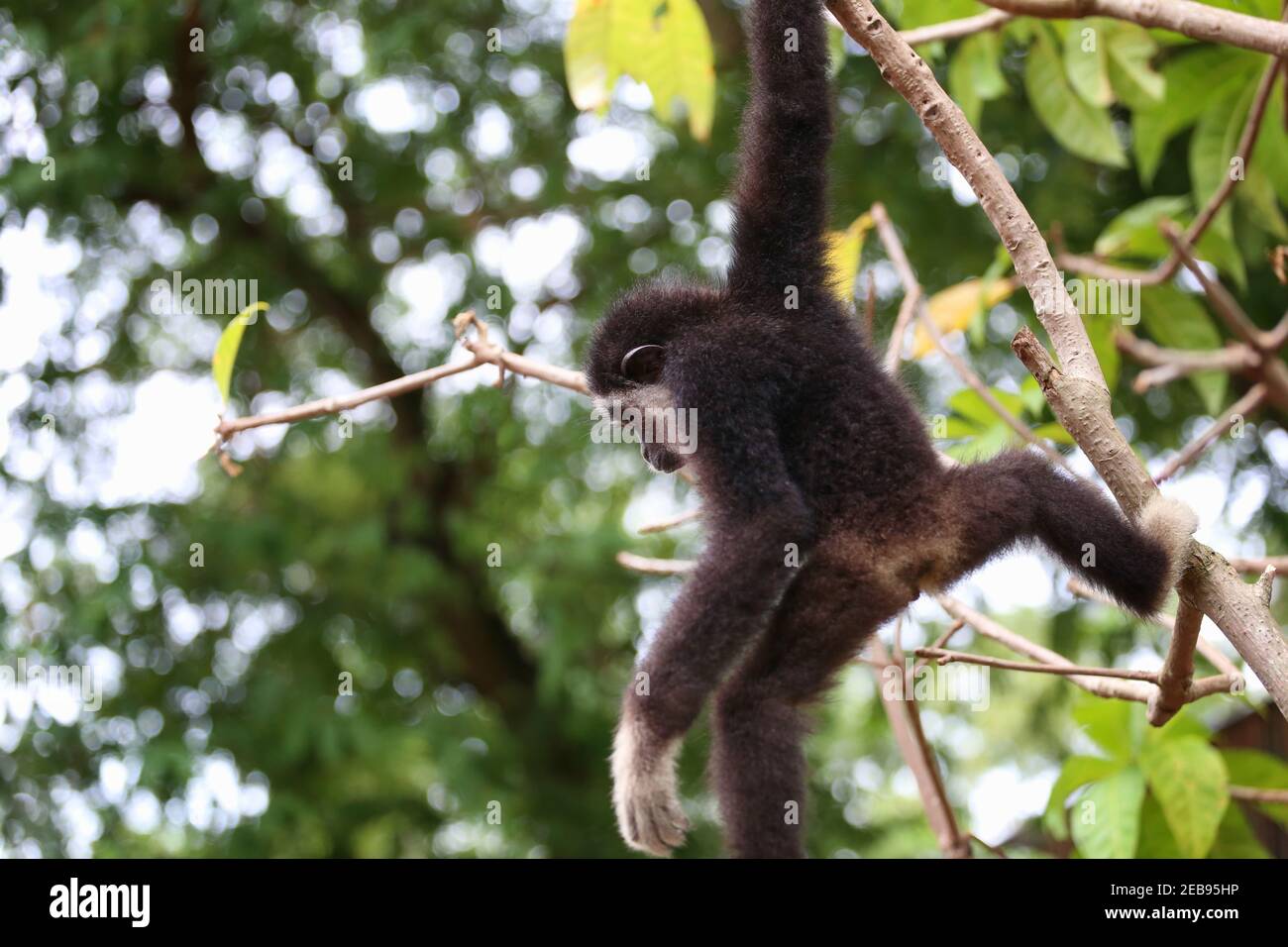 Black gibbon monkey on the tree and It was playing fun Stock Photo - Alamy