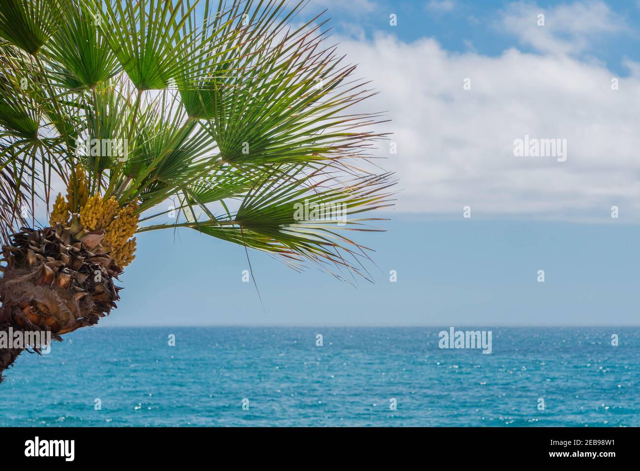 Leaning sideways green palm tree on blue sky with white clouds and see ...