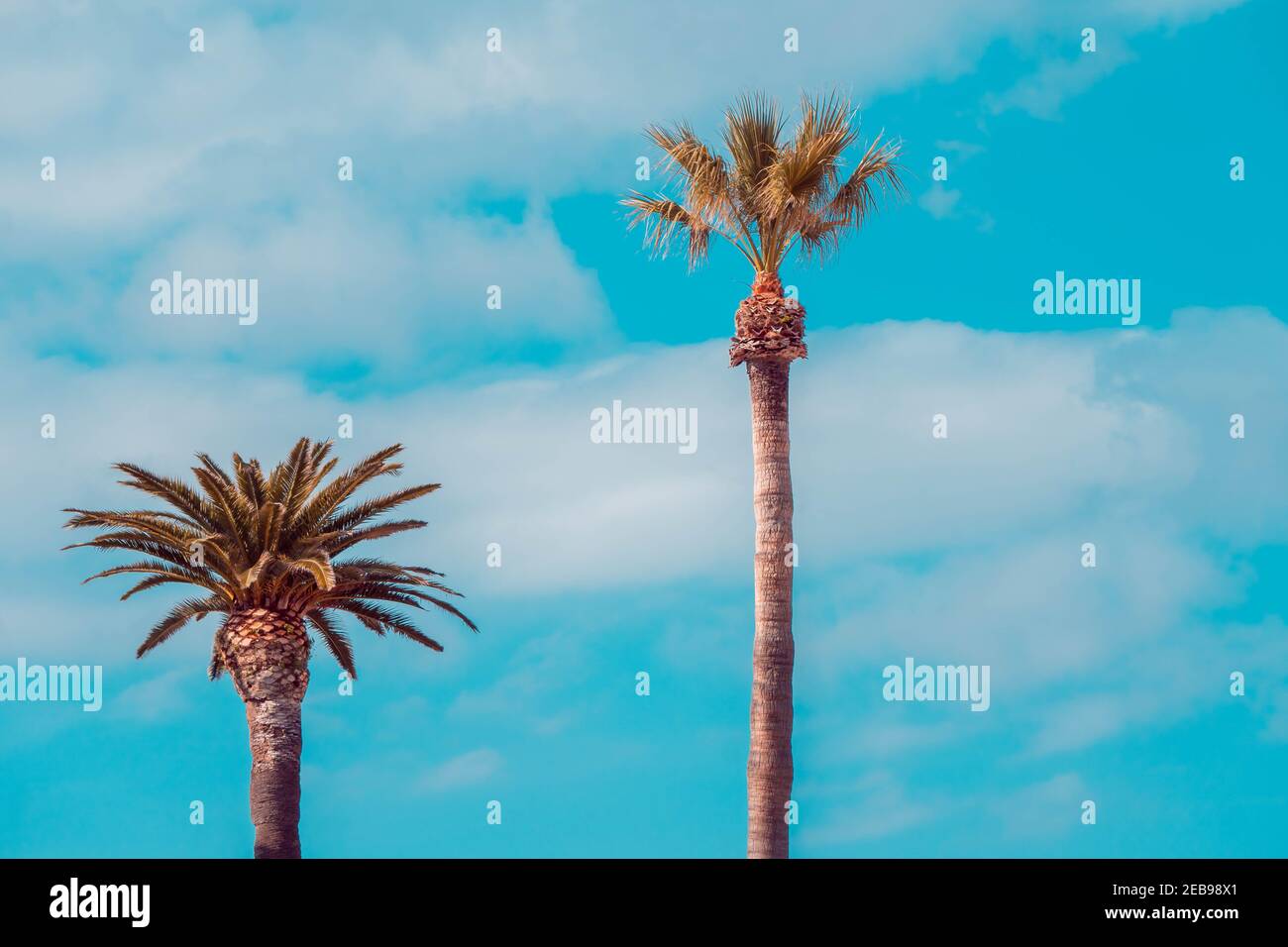 Pink toned palm trees on turquoise sky with white cloud background in ...