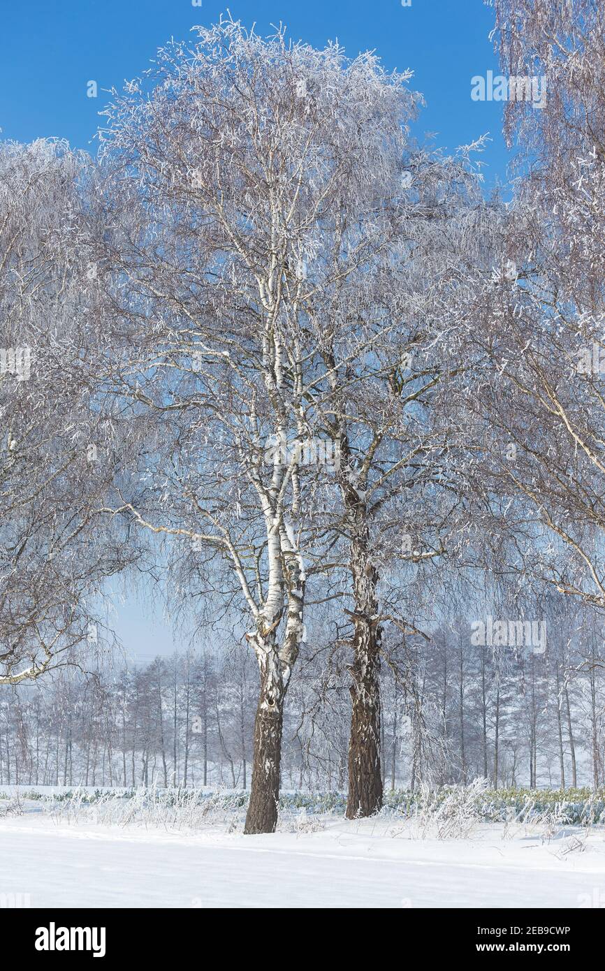 Snow covered birch tree in a winter landscape Stock Photo - Alamy