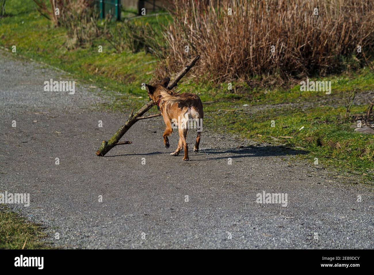 Dschini hi-res stock photography and images - Alamy