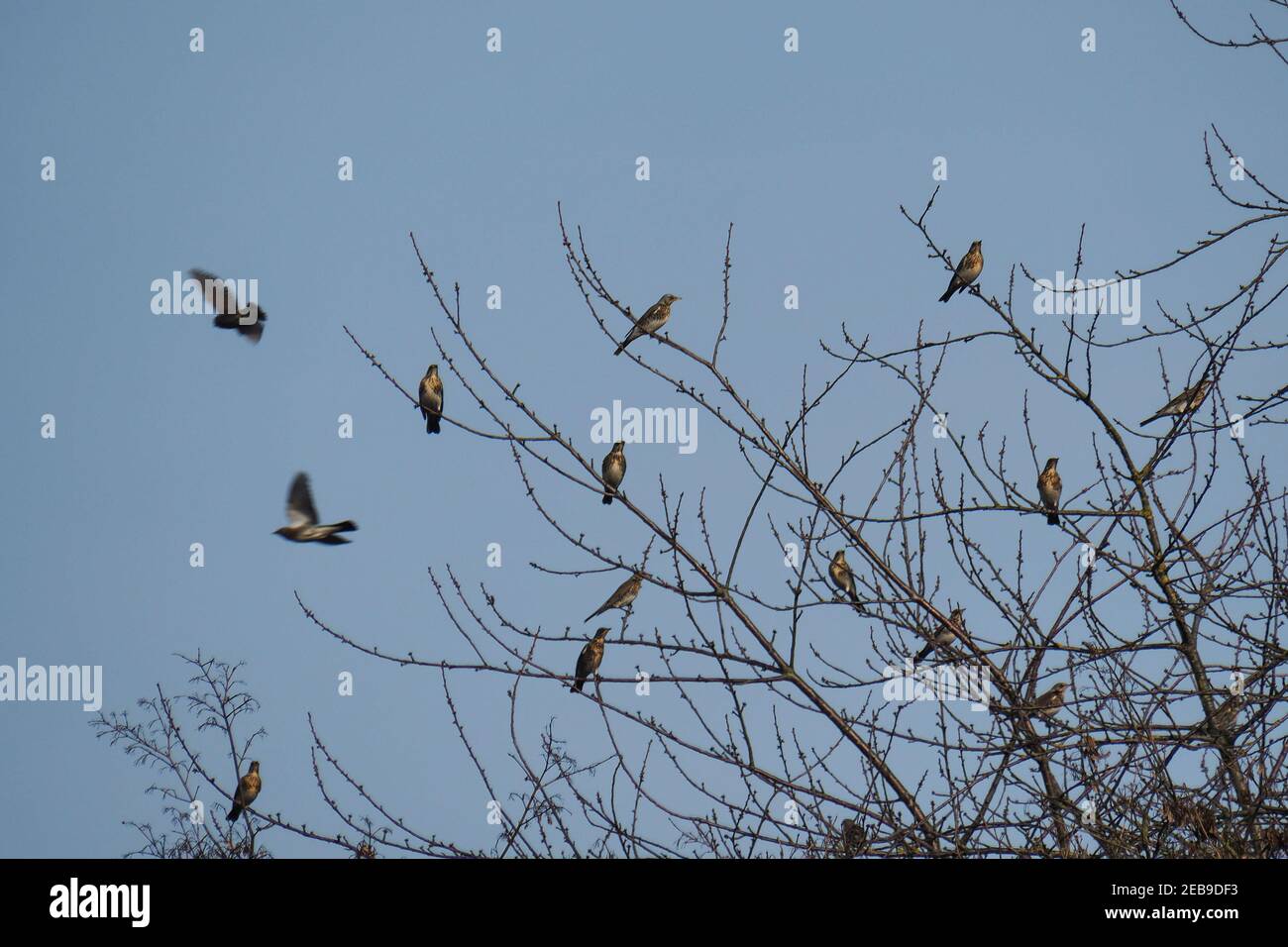 The fieldfare (Turdus pilaris) is a member of the thrush family ...