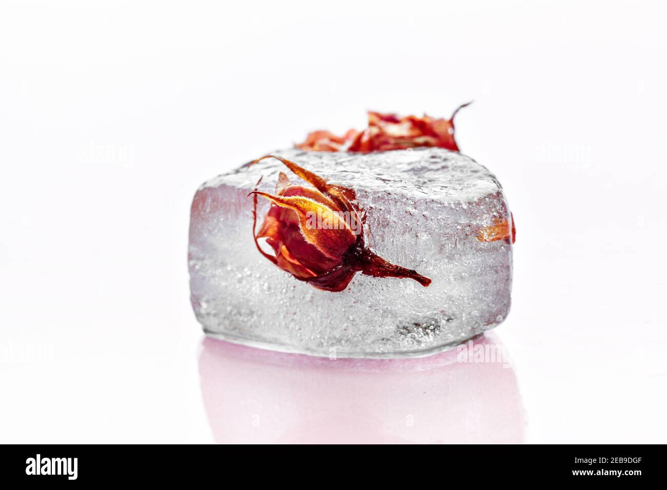 Frozen rose in ice cube Stock Photo - Alamy