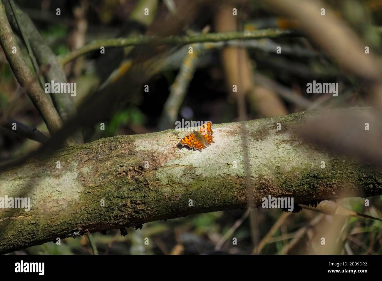 Polygonia c-album, the comma, is a food generalist (polyphagous ...