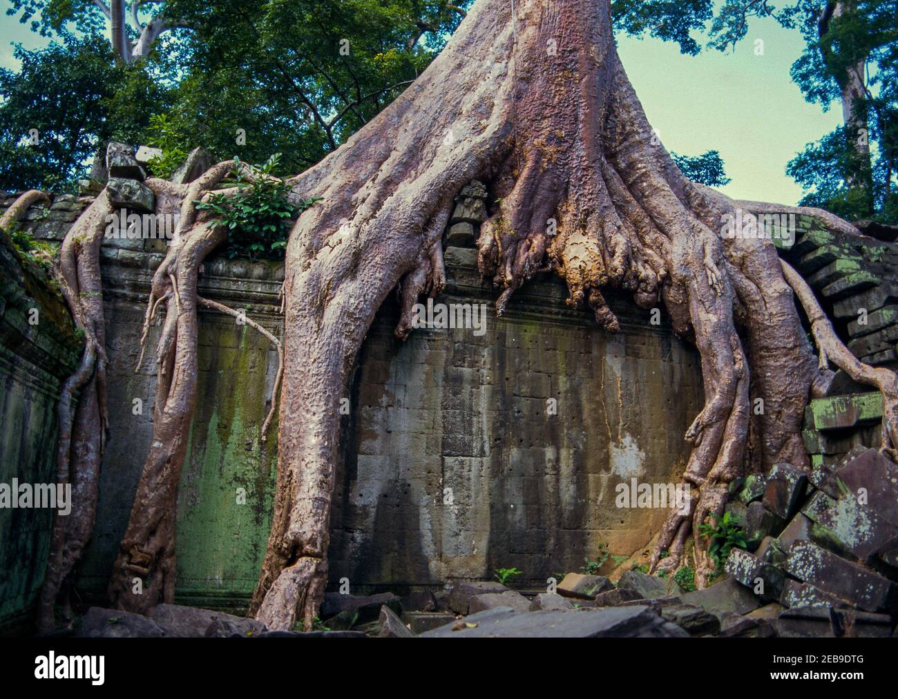 tree on Taprom temple Stock Photo - Alamy