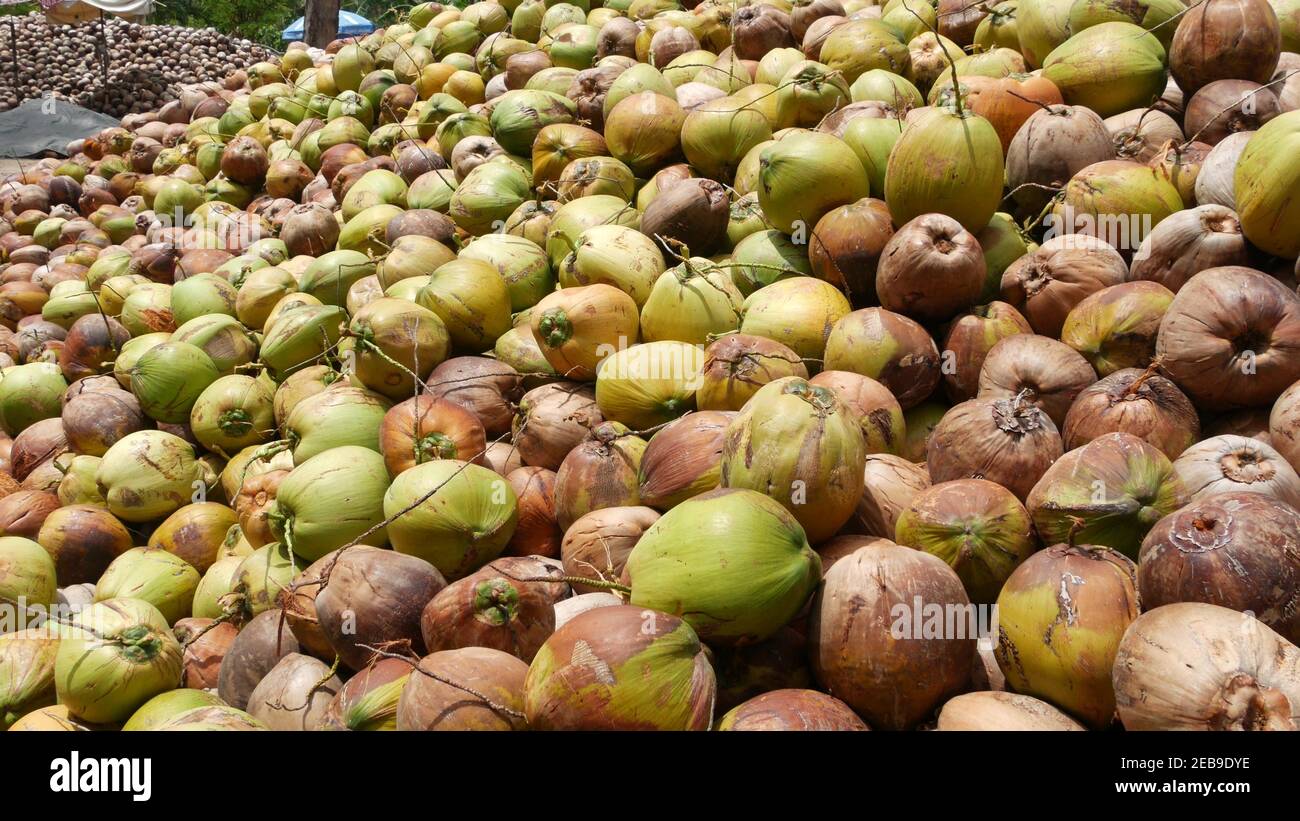 Coconut farm with big coconut ready for production. Large piles of ripe ...